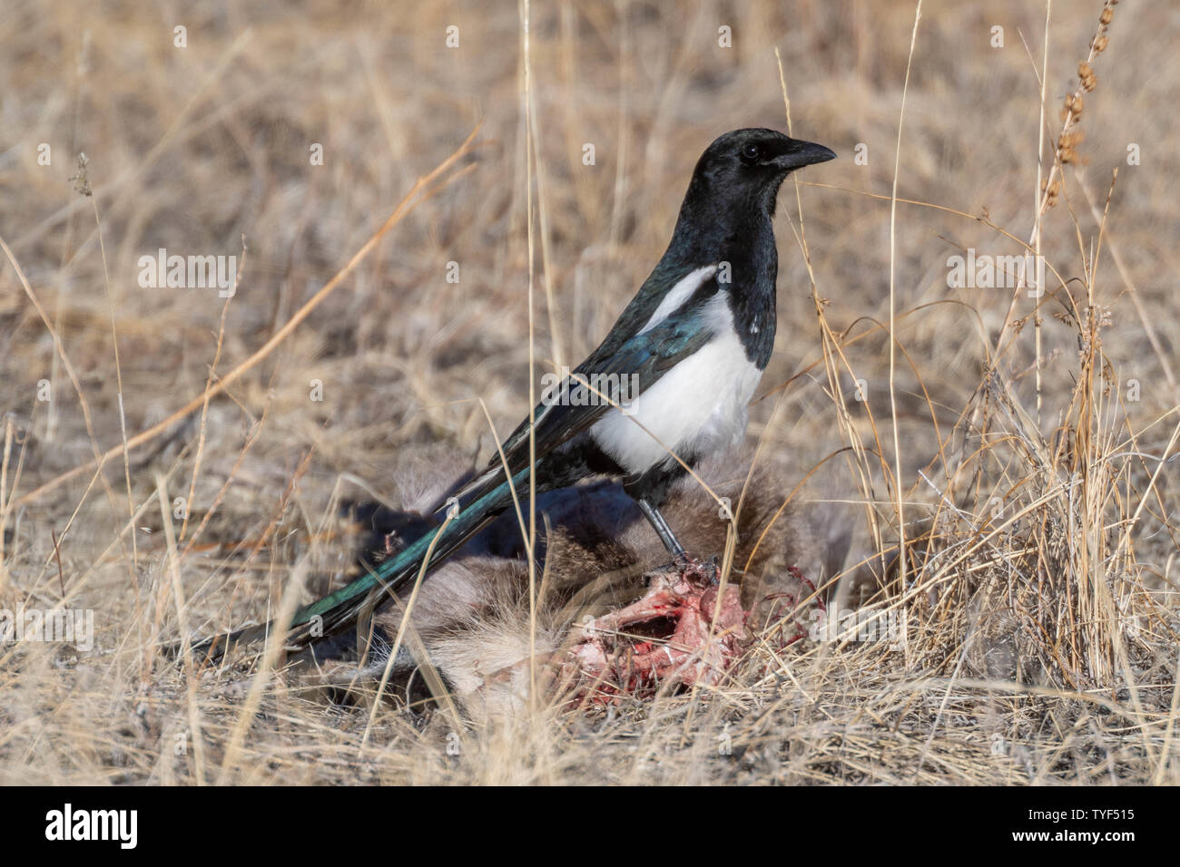 Black-billed Magpie on carrion. Rocky Mountain National Park, Colorado ...