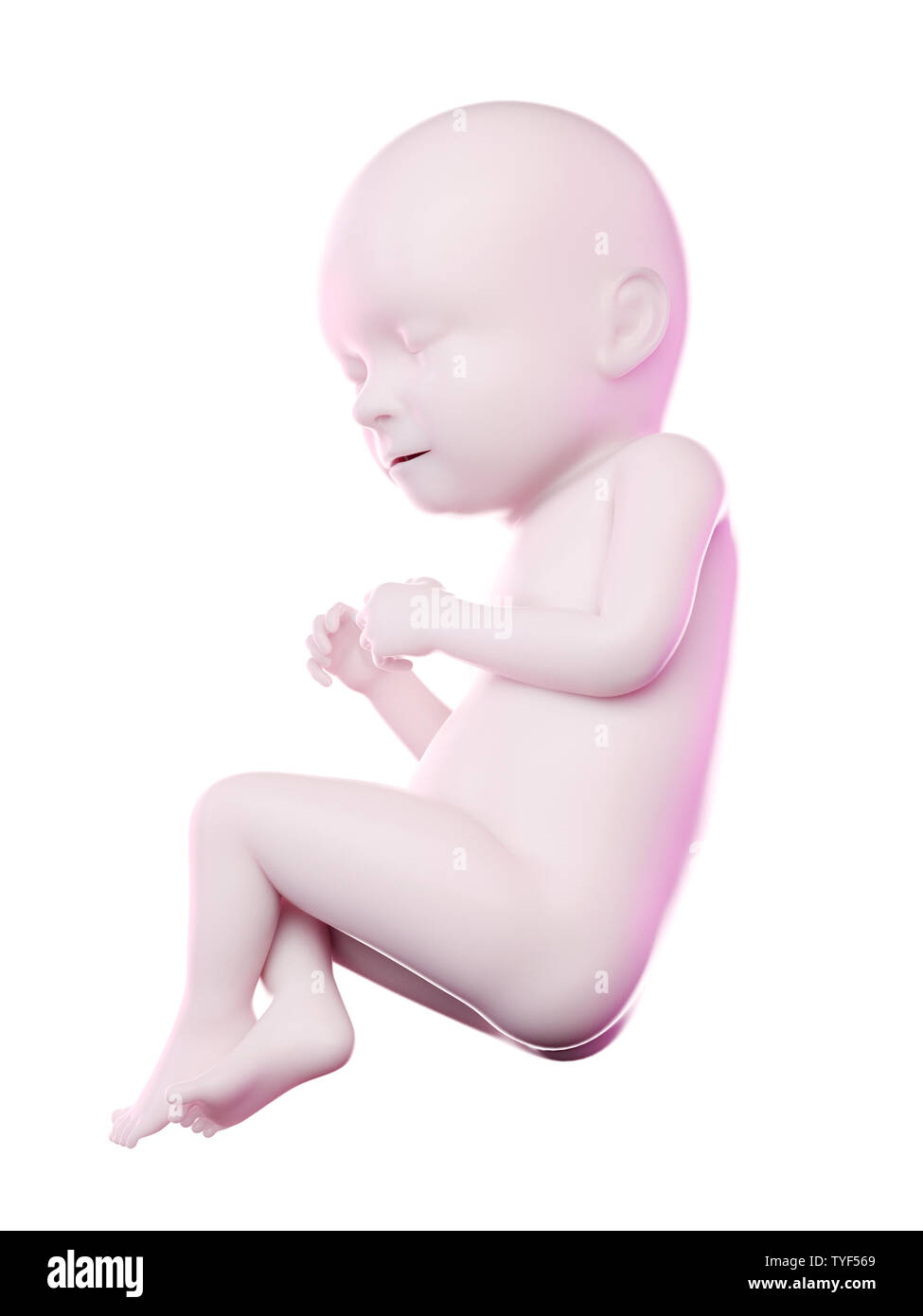 Fetus Utero Placenta Cut Out Stock Images & Pictures - Alamy