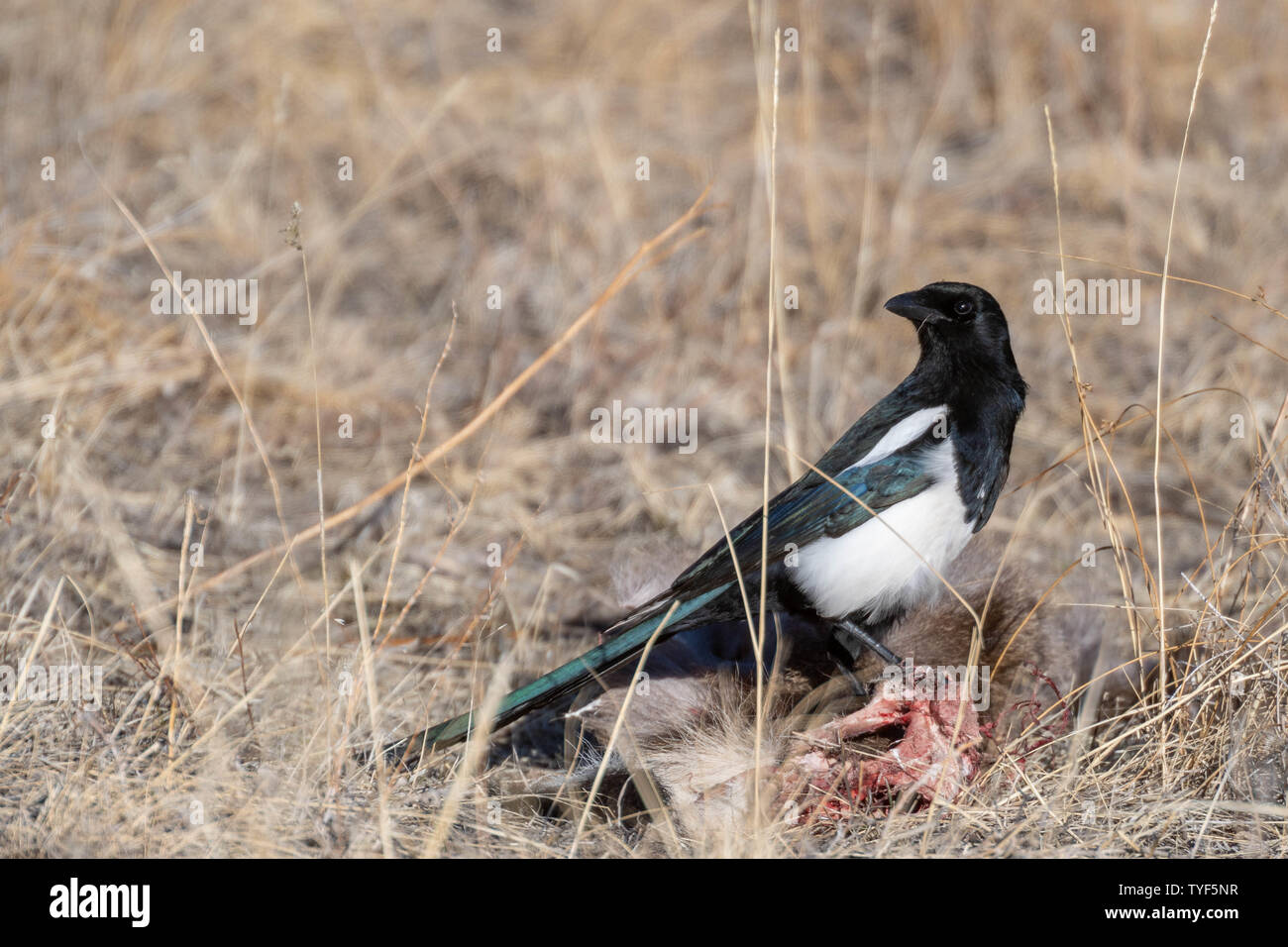 Black-billed Magpie on carrion. Rocky Mountain National Park, Colorado ...