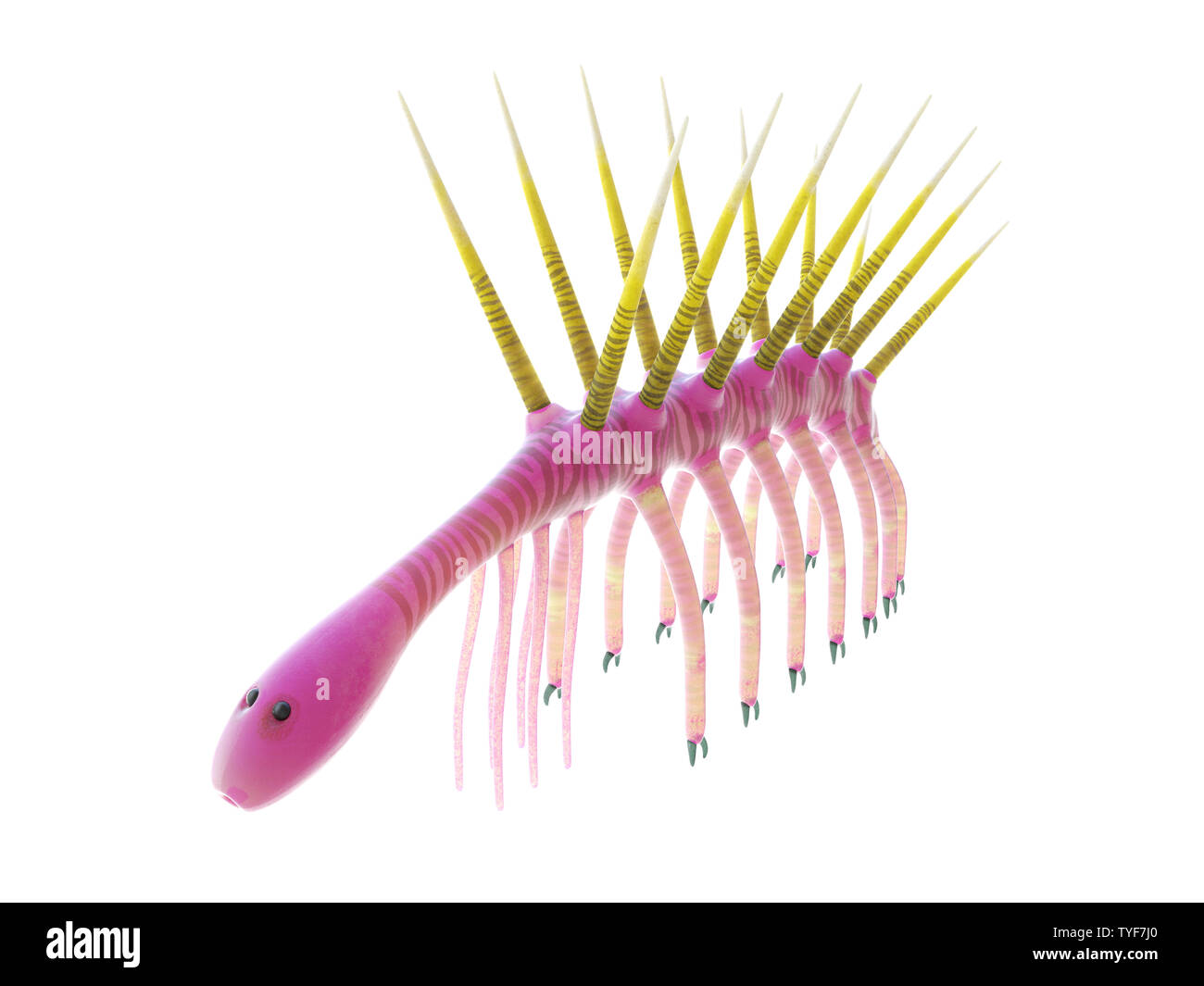 Hallucigenia hi-res stock photography and images - Alamy
