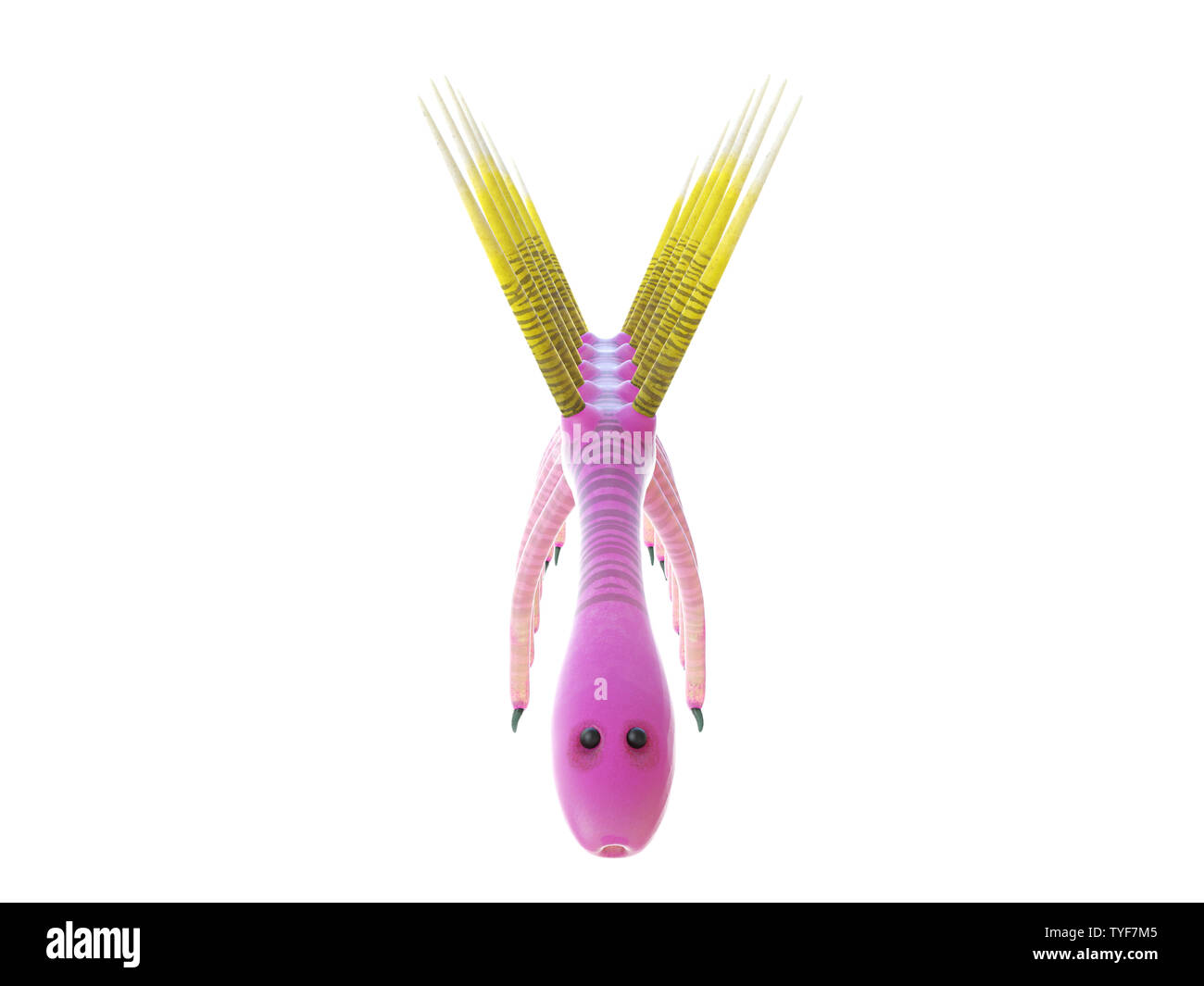Hallucigenia cambrian hi-res stock photography and images - Alamy