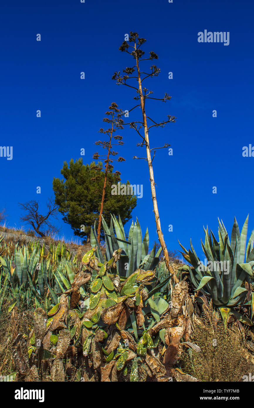 Agave Americana, Century Plants in Flower Stock Photo - Alamy