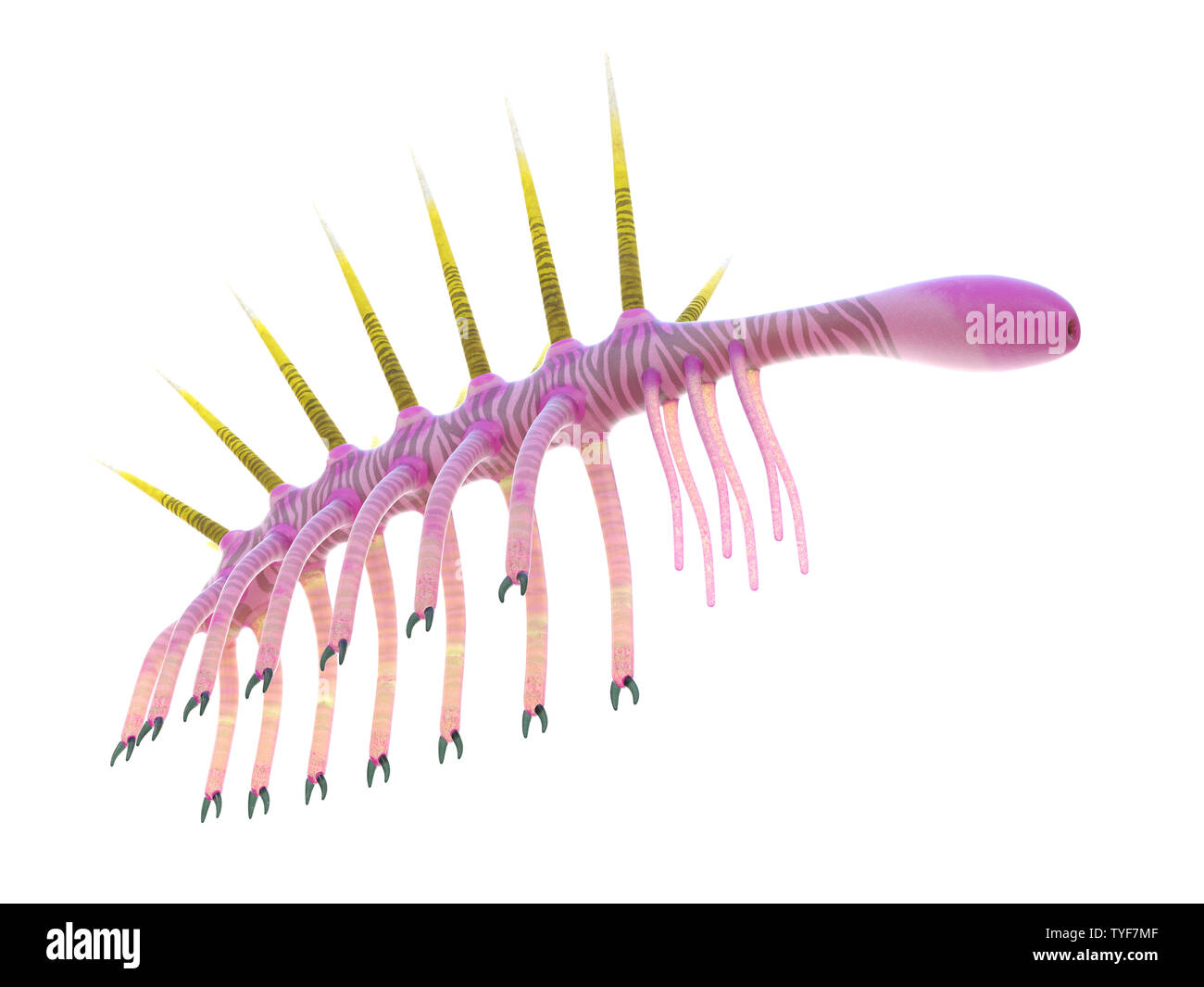 3d rendered illustration of a Hallucigenia Stock Photo - Alamy