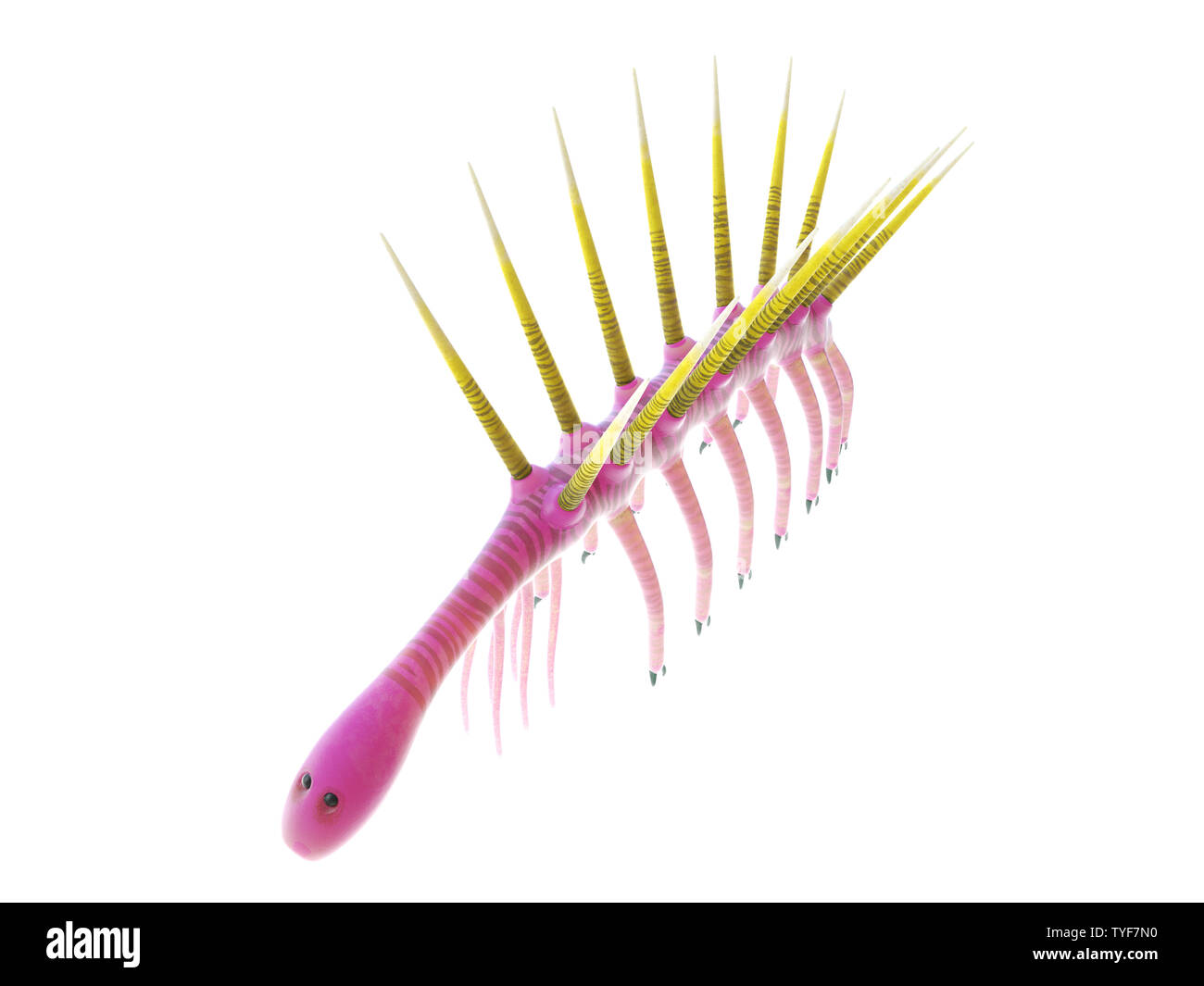 Hallucigenia hi-res stock photography and images - Alamy