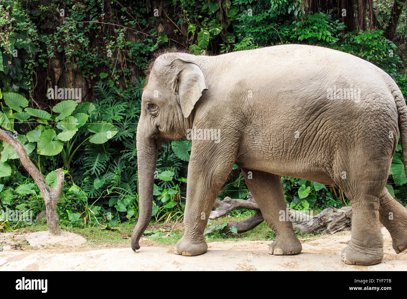 A giant elephant Stock Photo - Alamy