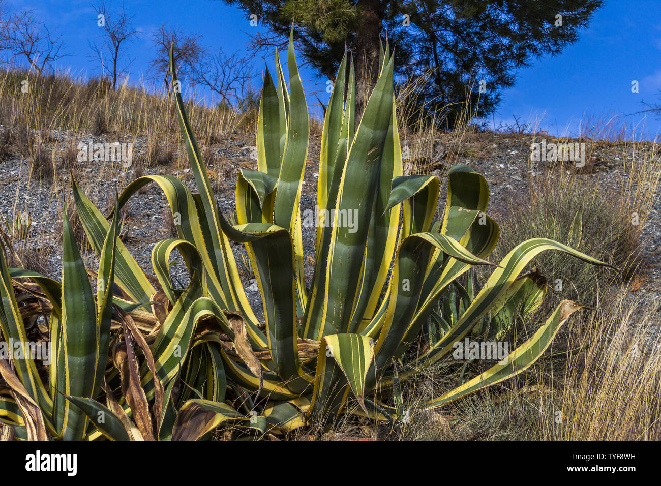 Agave americana variegata hi-res stock photography and images - Alamy