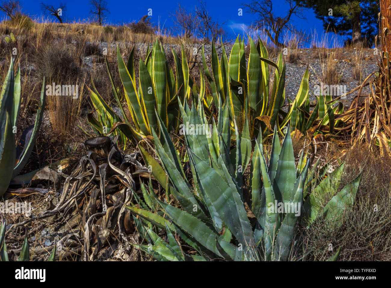 Agave americana variegata hi-res stock photography and images - Alamy