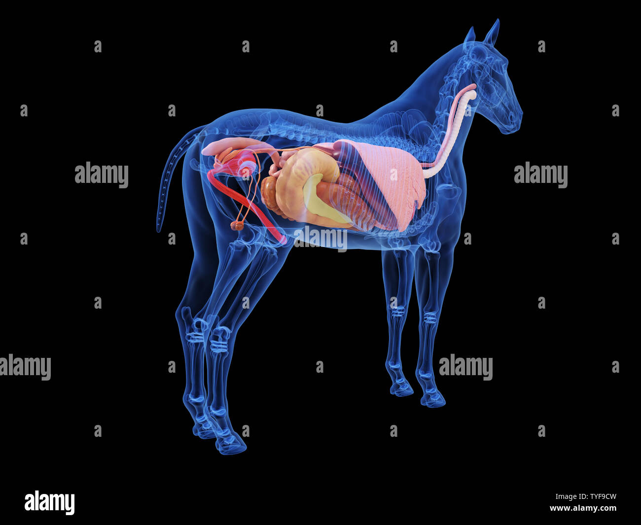 Esophagus trachea hi-res stock photography and images - Alamy