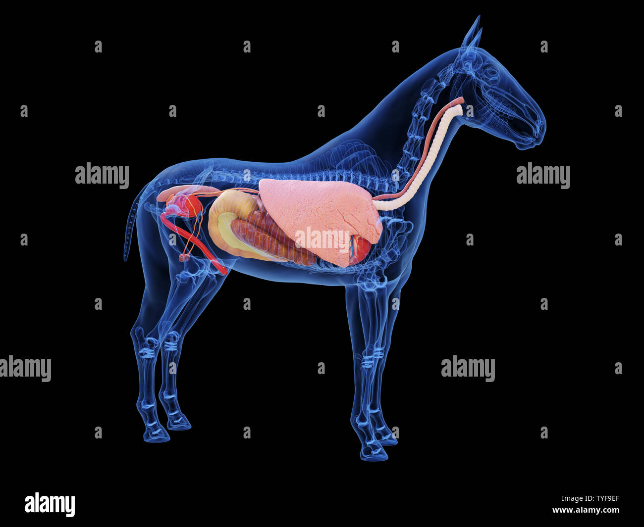 Horse anatomy liver hi-res stock photography and images - Alamy