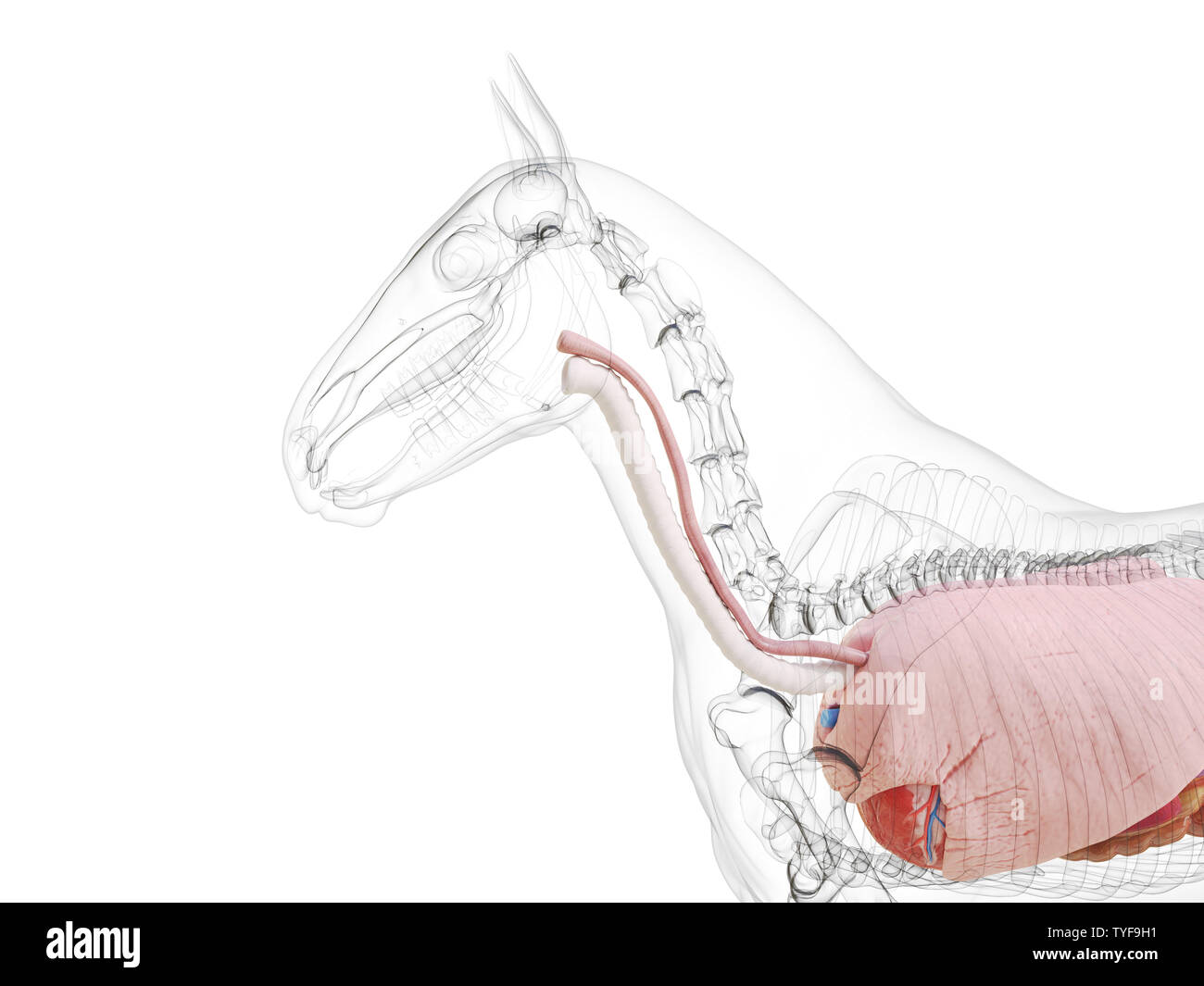 Horse anatomy internal anatomy horse hi-res stock photography and ...