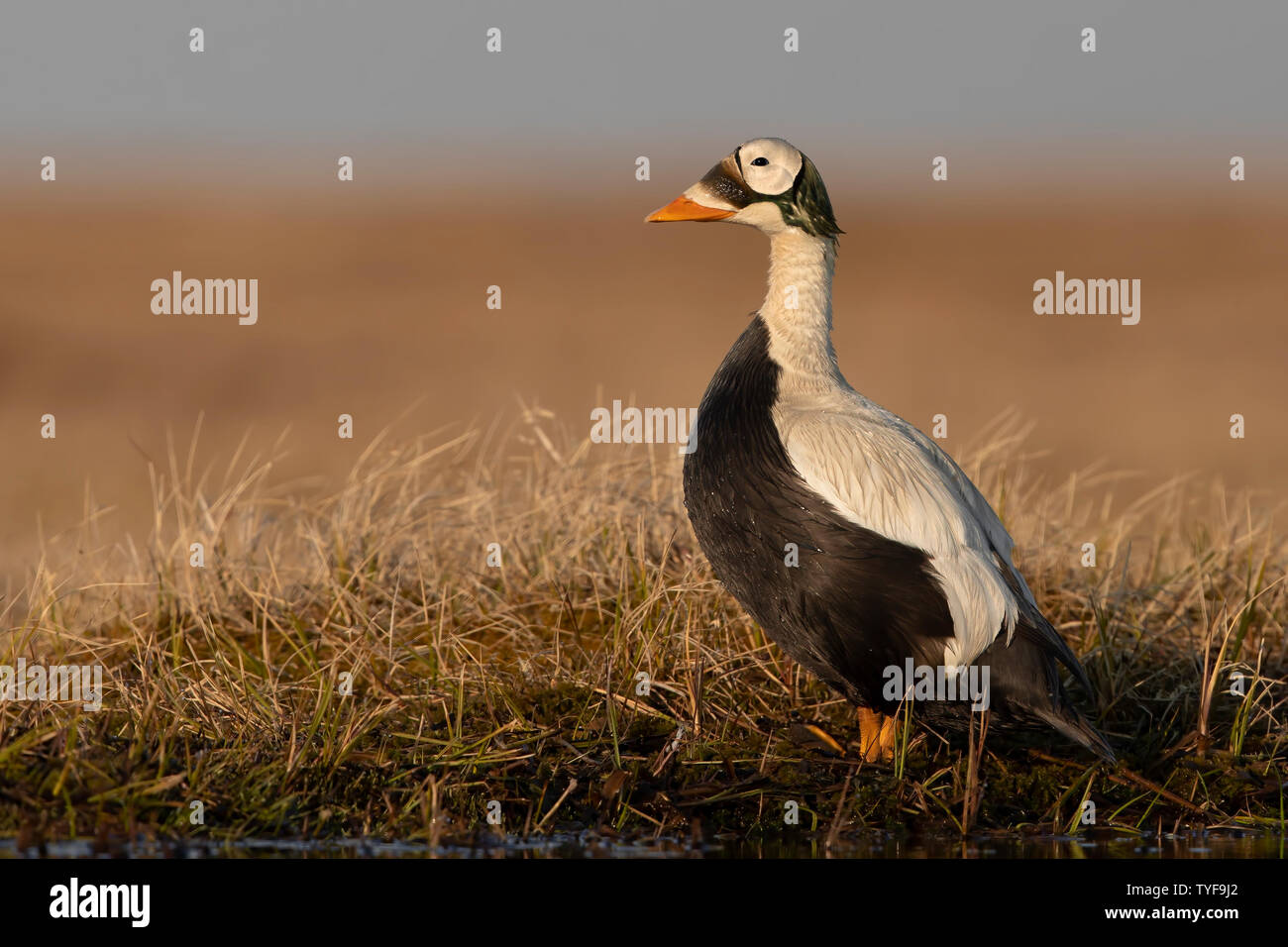 Eider river hi-res stock photography and images - Alamy