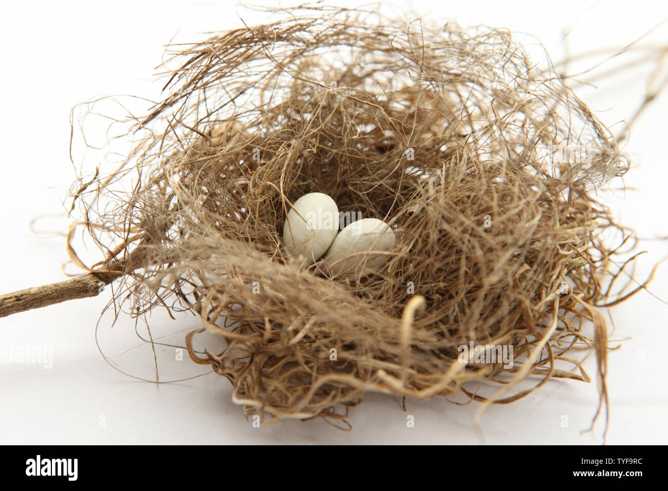 Animal eggs in bird nest Stock Photo - Alamy