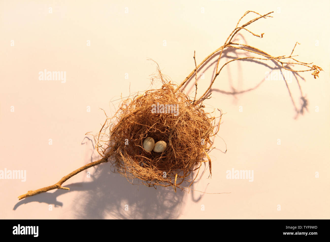 Eggshells in nest hi-res stock photography and images - Alamy