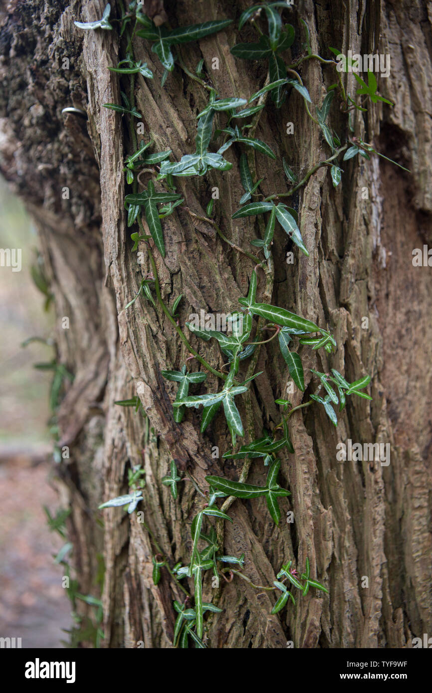 English ivy climbing tree hi-res stock photography and images - Alamy