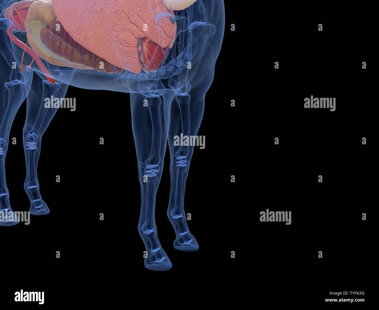 Horse anatomy liver hi-res stock photography and images - Alamy