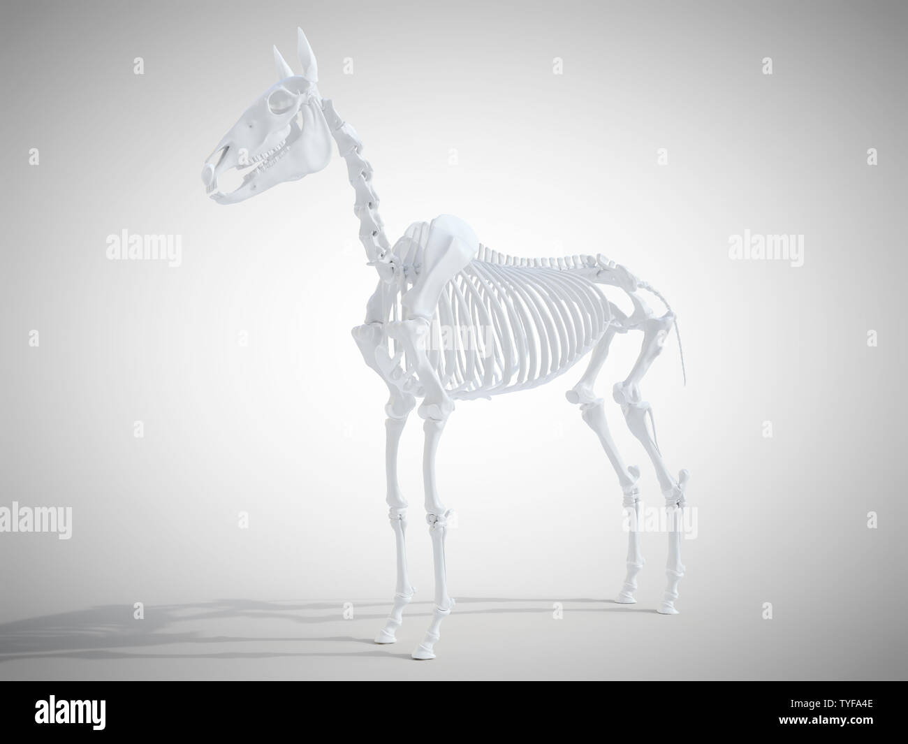 3d rendered medically accurate illustration of the horse skeletal ...
