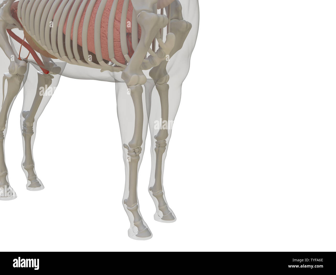 Horse anatomy internal anatomy horse hi-res stock photography and ...