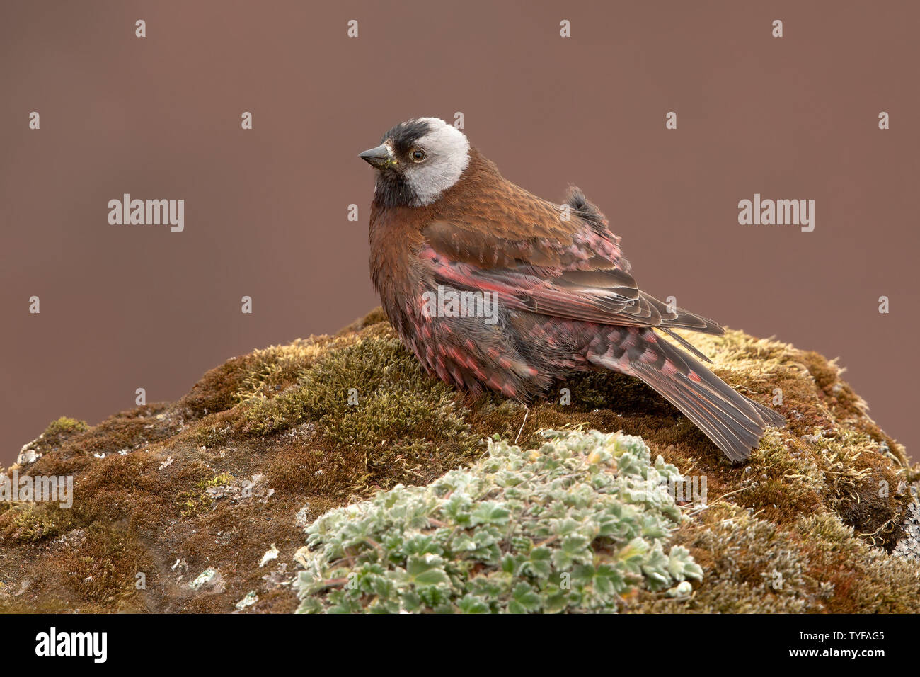 Grey crowned rosyfinch hi-res stock photography and images - Alamy