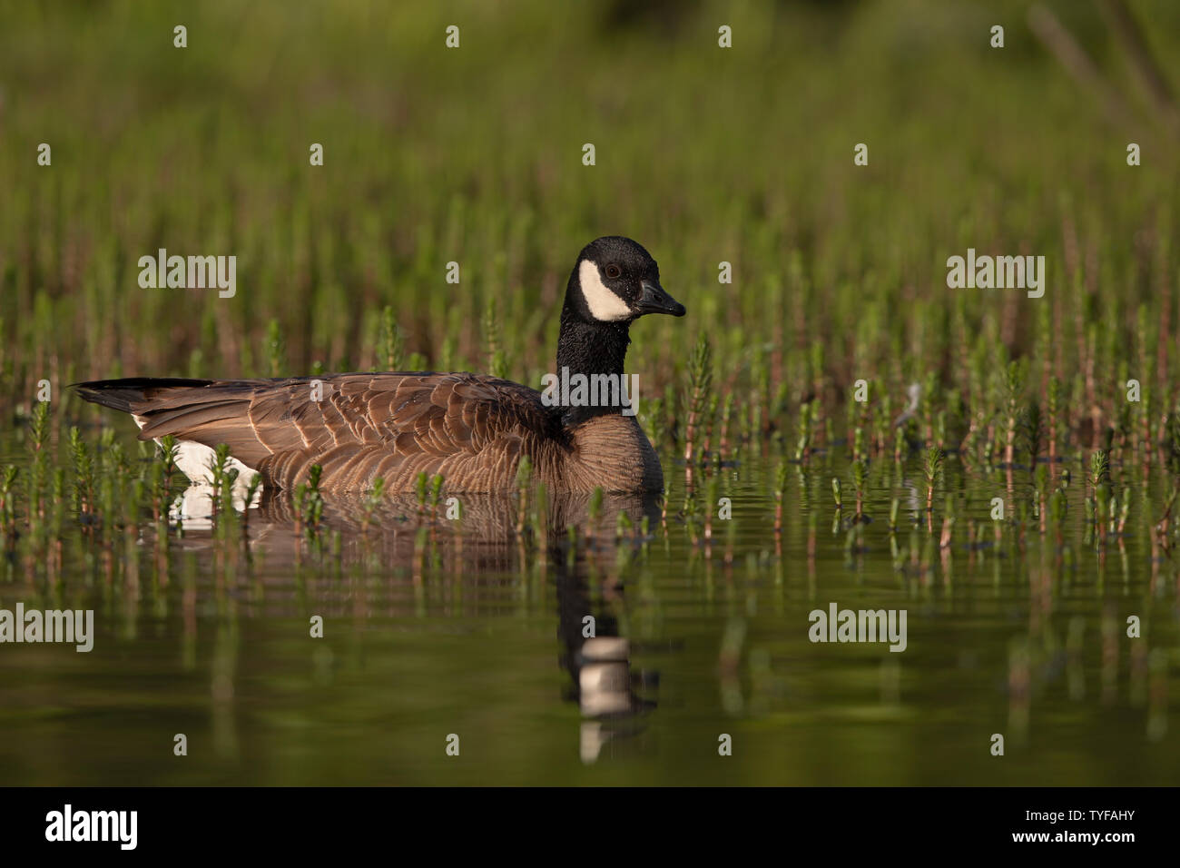 Cackling goose hi-res stock photography and images - Alamy