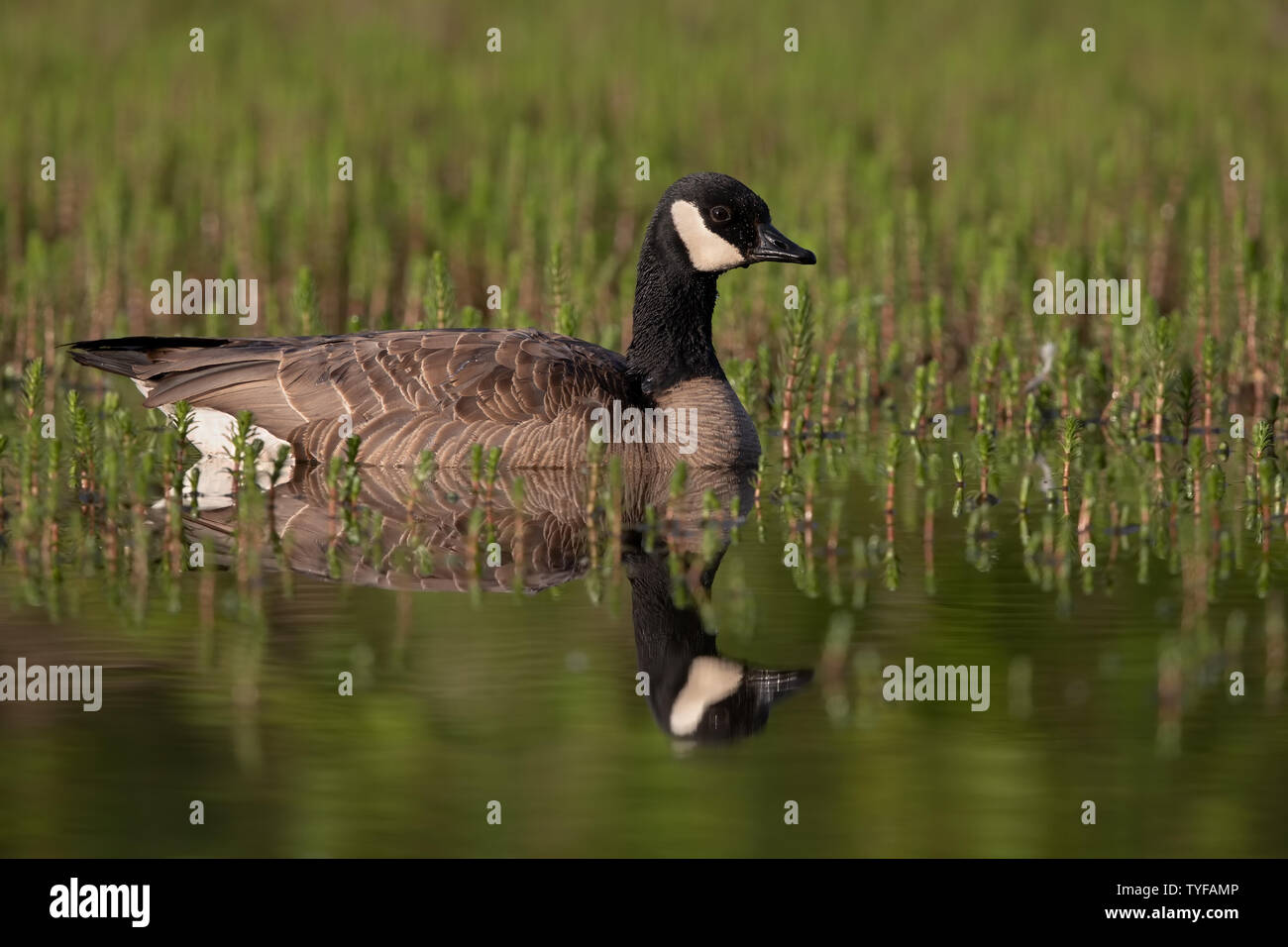 Cackling goose hi-res stock photography and images - Alamy