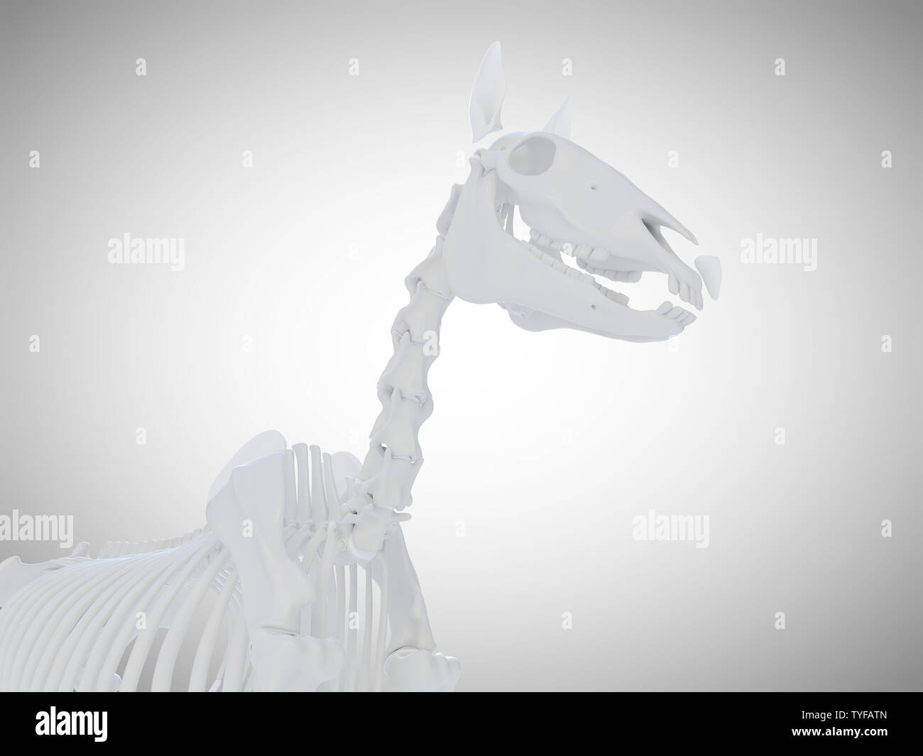 3d rendered medically accurate illustration of the horse skeletal ...