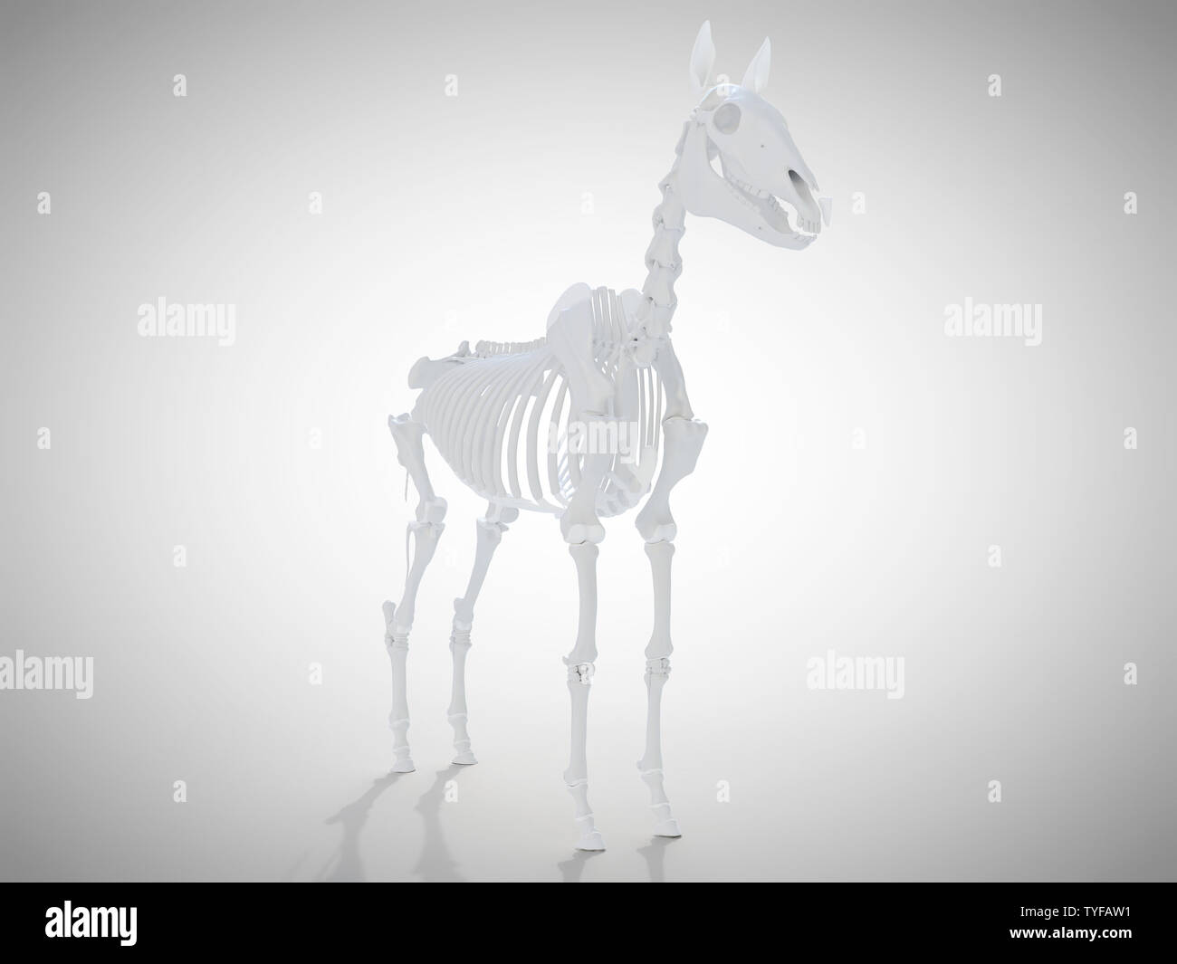 3d rendered medically accurate illustration of the horse skeletal ...
