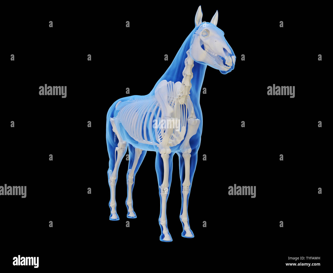 3d rendered medically accurate illustration of the horse skeletal ...