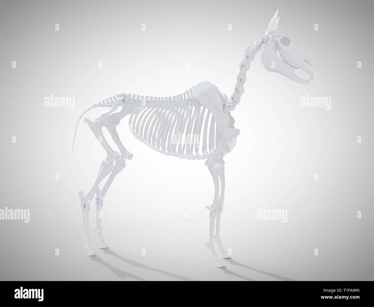3d rendered medically accurate illustration of the horse skeletal ...