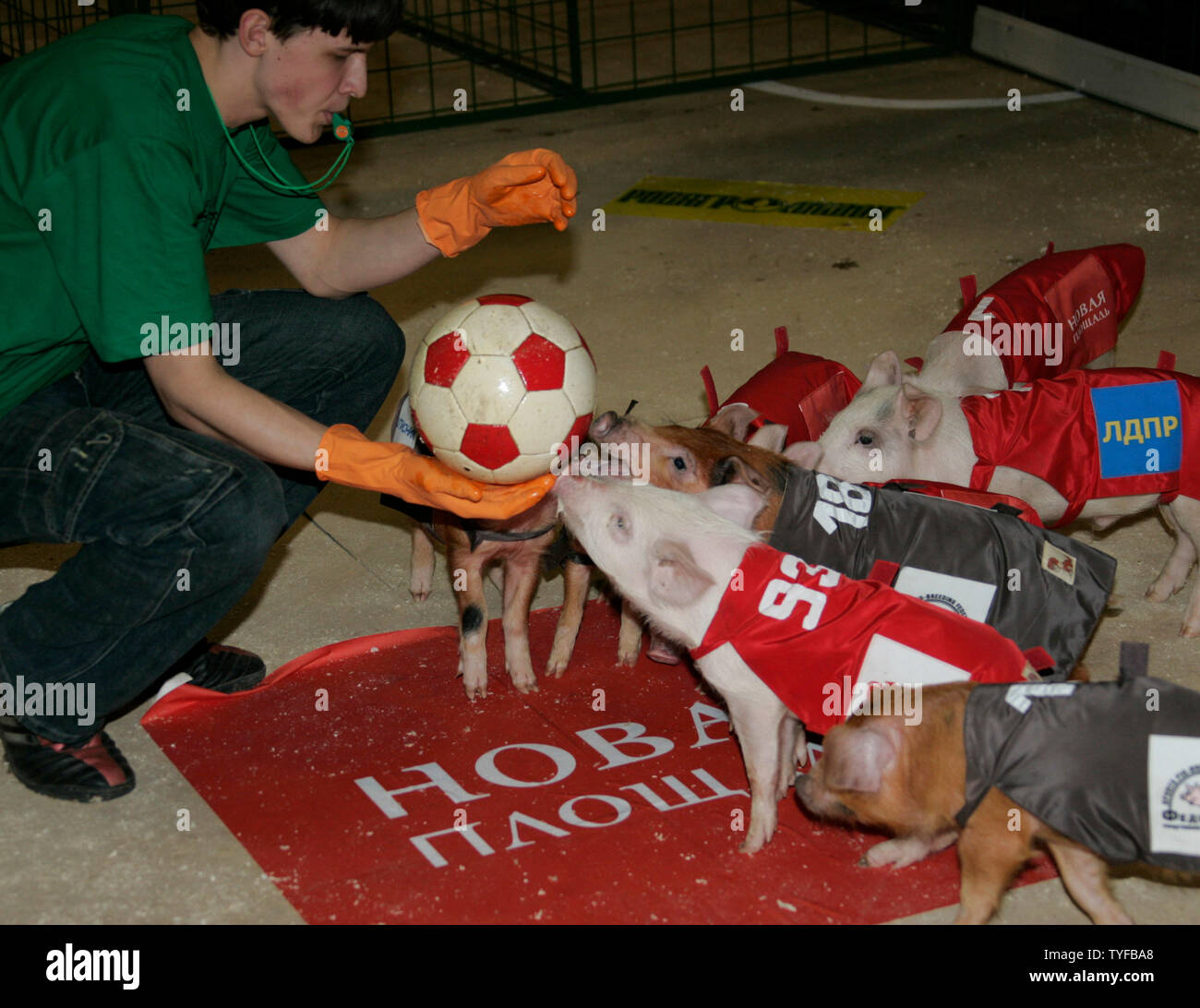 Pig ball hi-res stock photography and images - Alamy