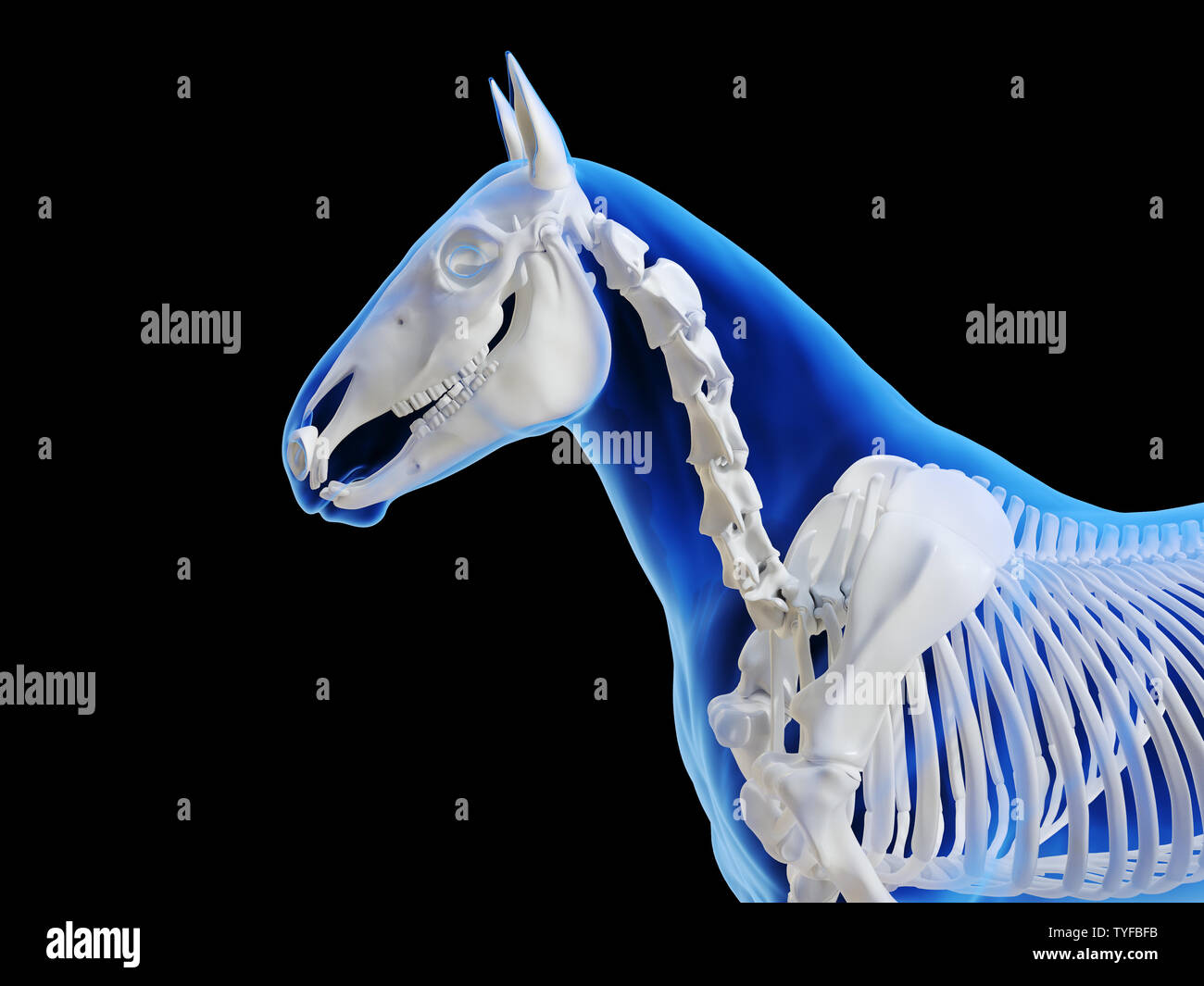 3d rendered medically accurate illustration of the horse skeletal ...