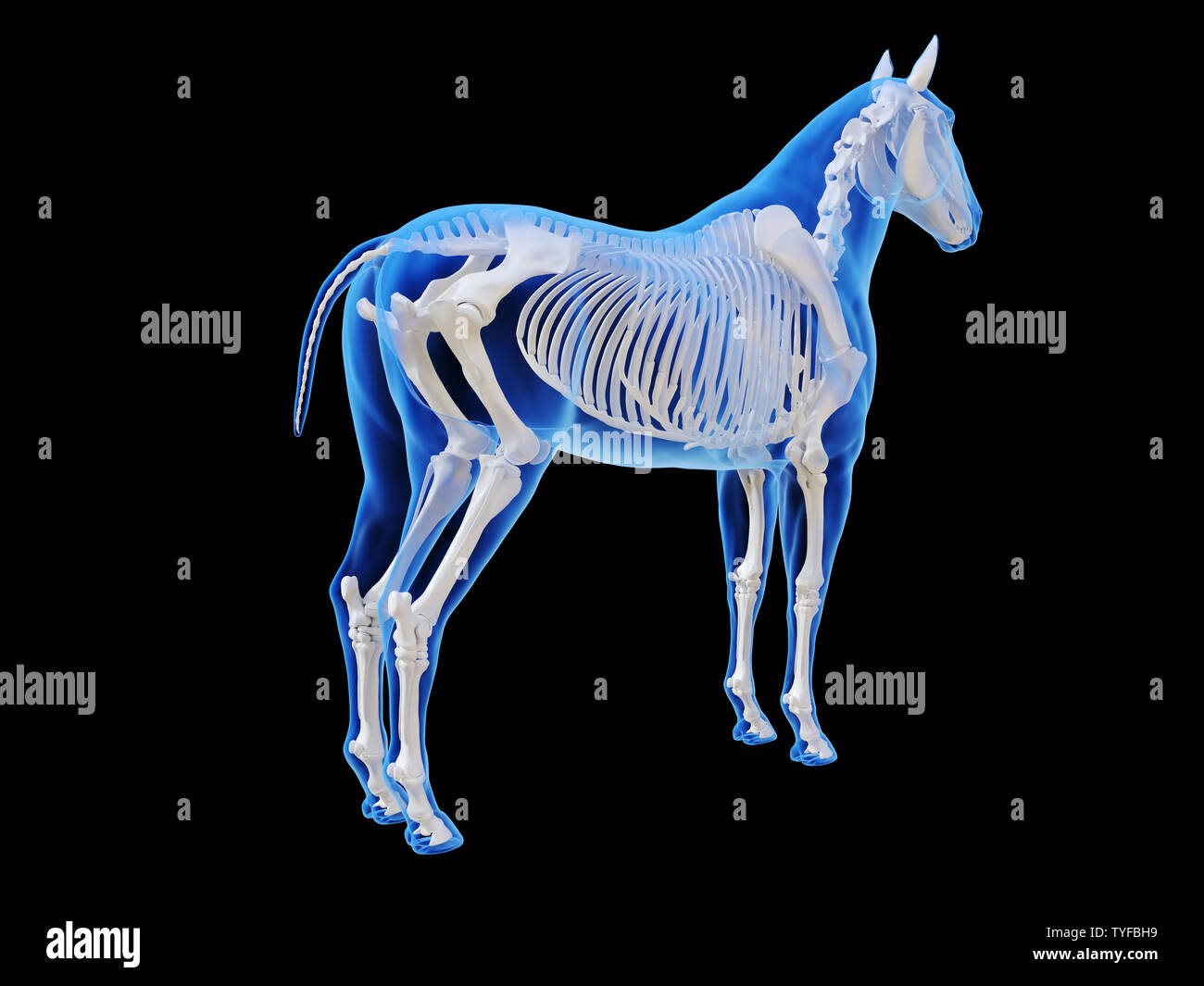 3d rendered medically accurate illustration of the horse skeletal ...