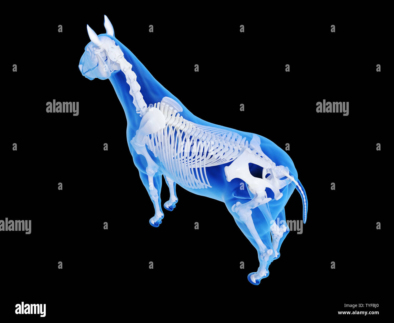 3d rendered medically accurate illustration of the horse skeletal ...