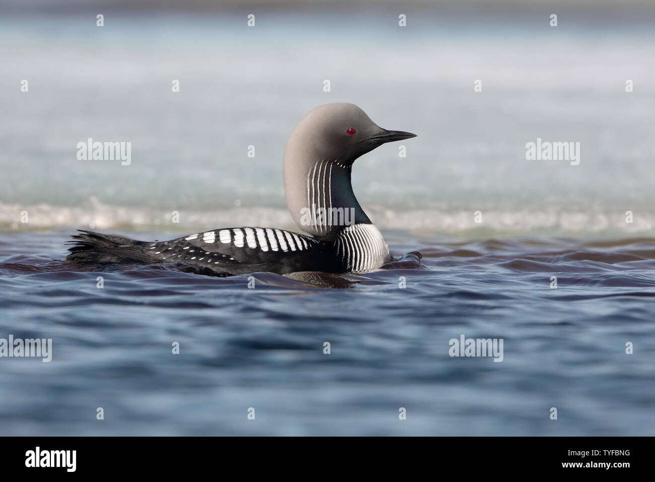 Pacificloon hi-res stock photography and images - Alamy