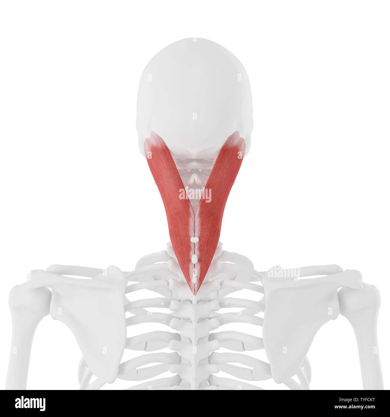 3d rendered medically accurate illustration of the Splenius Capitis ...