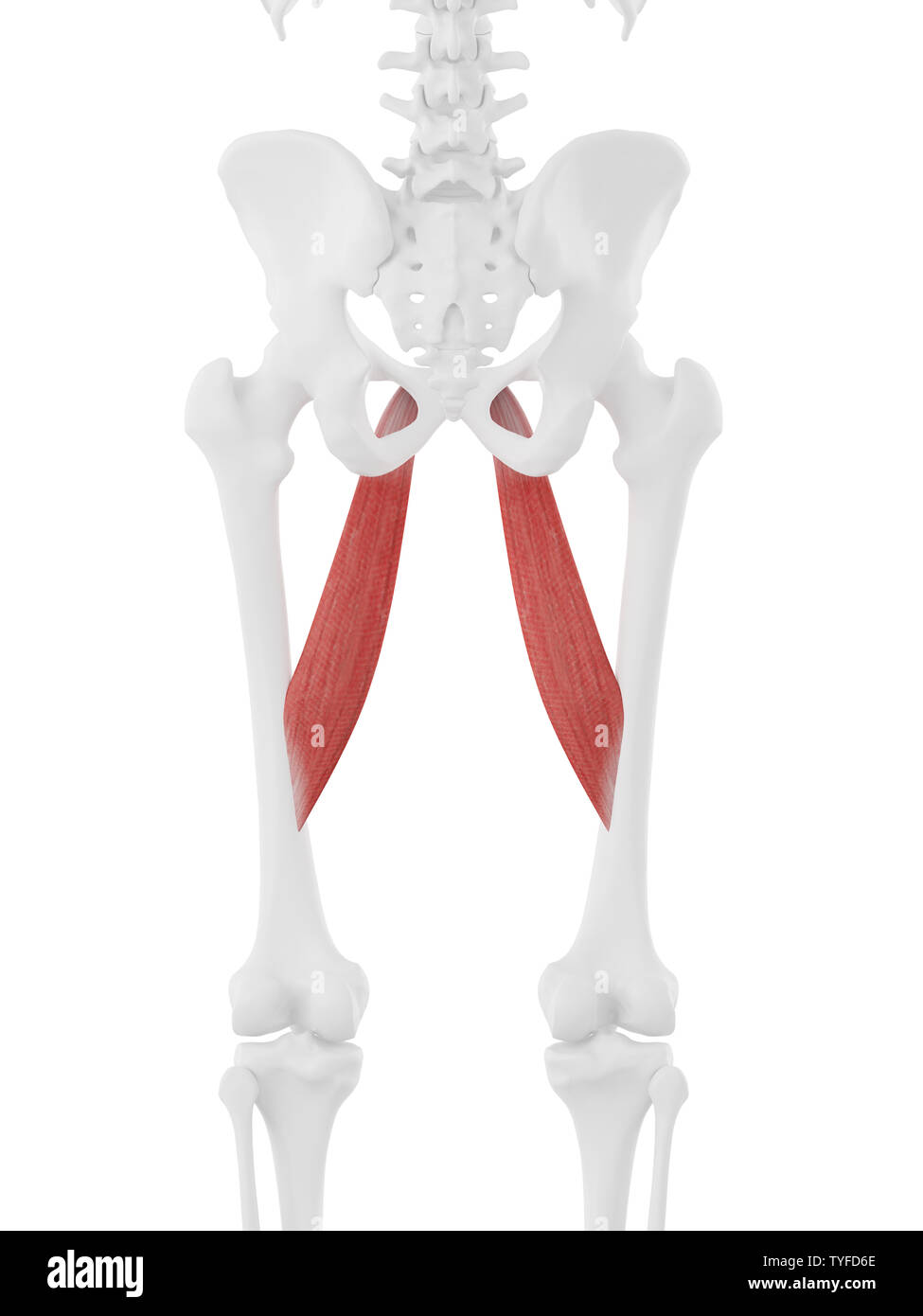 3d rendered medically accurate illustration of the Adductor Longus ...