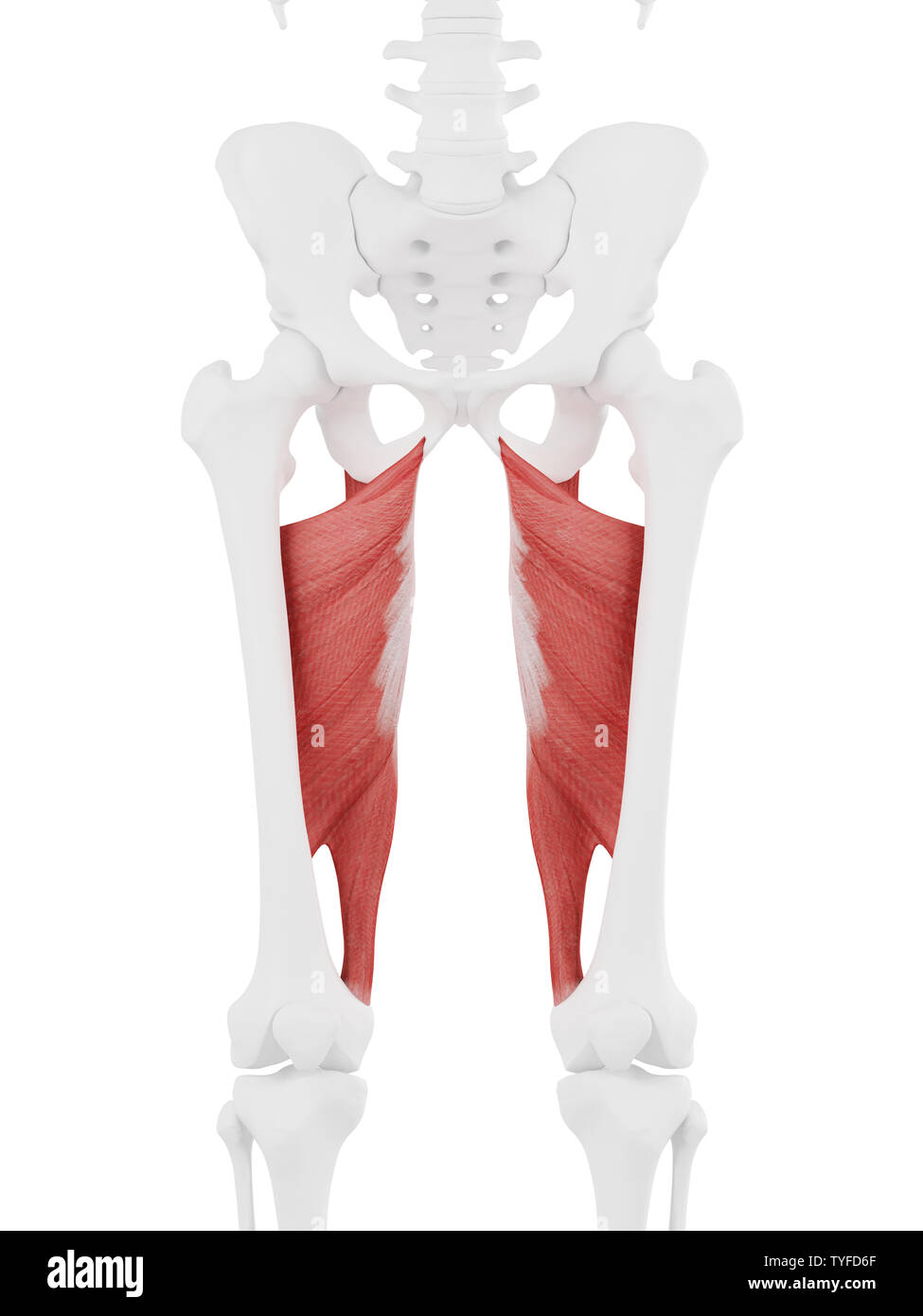 3d rendered medically accurate illustration of the Adductor Magnus ...