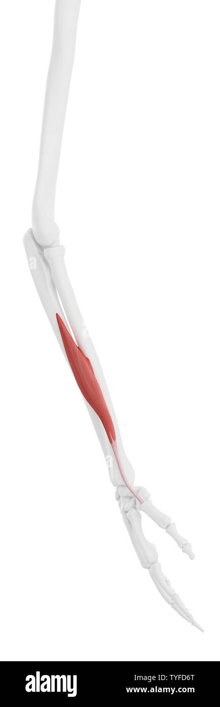 Abductor longus muscle hi-res stock photography and images - Alamy