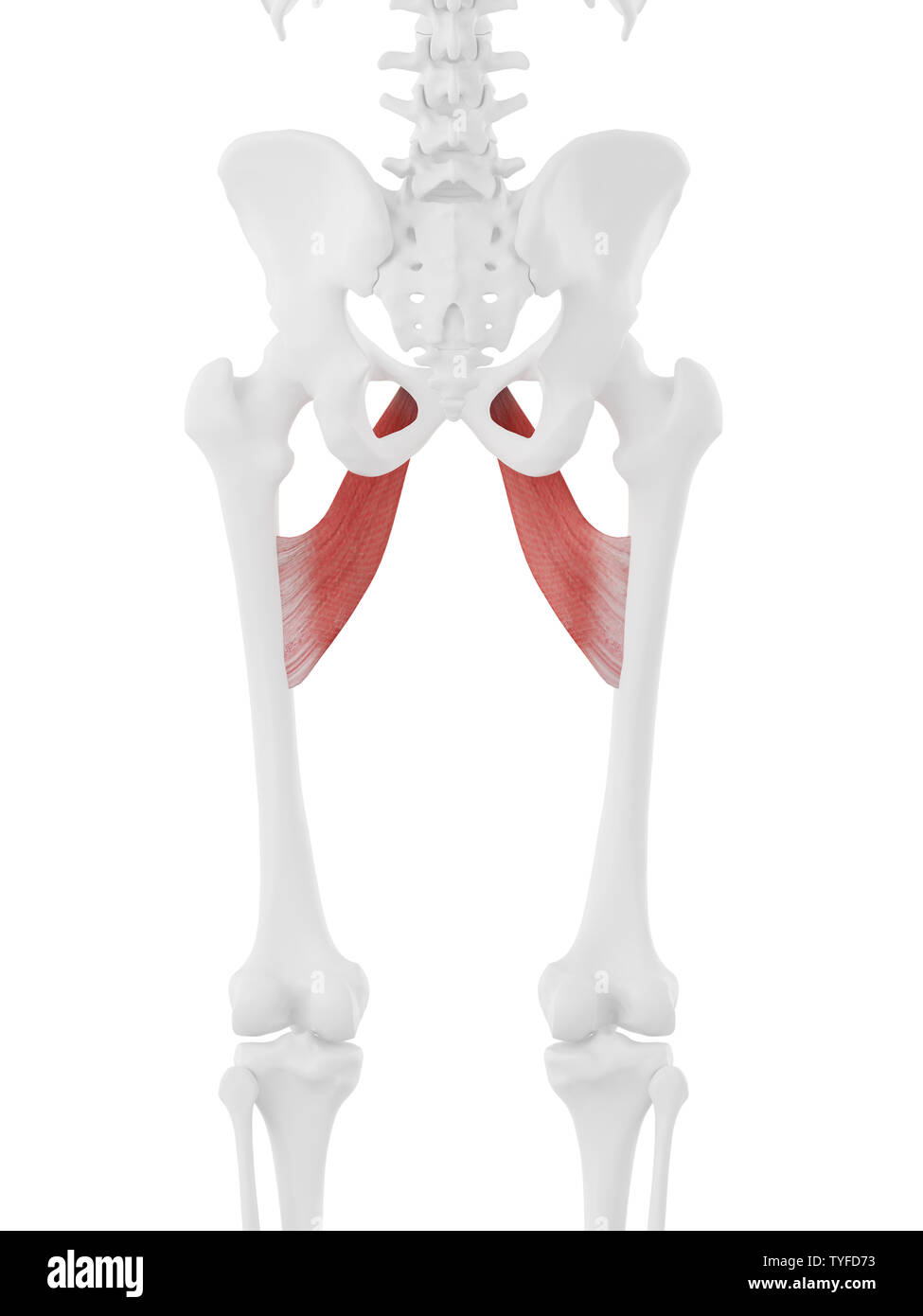3d rendered medically accurate illustration of the Adductor Brevis ...