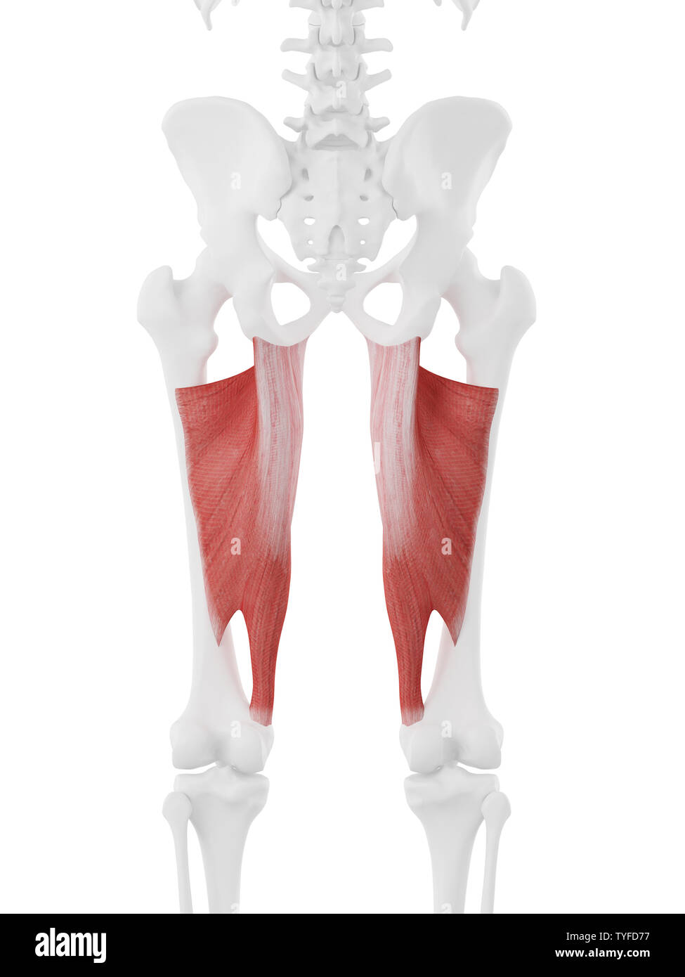 3d rendered medically accurate illustration of the Adductor Magnus ...