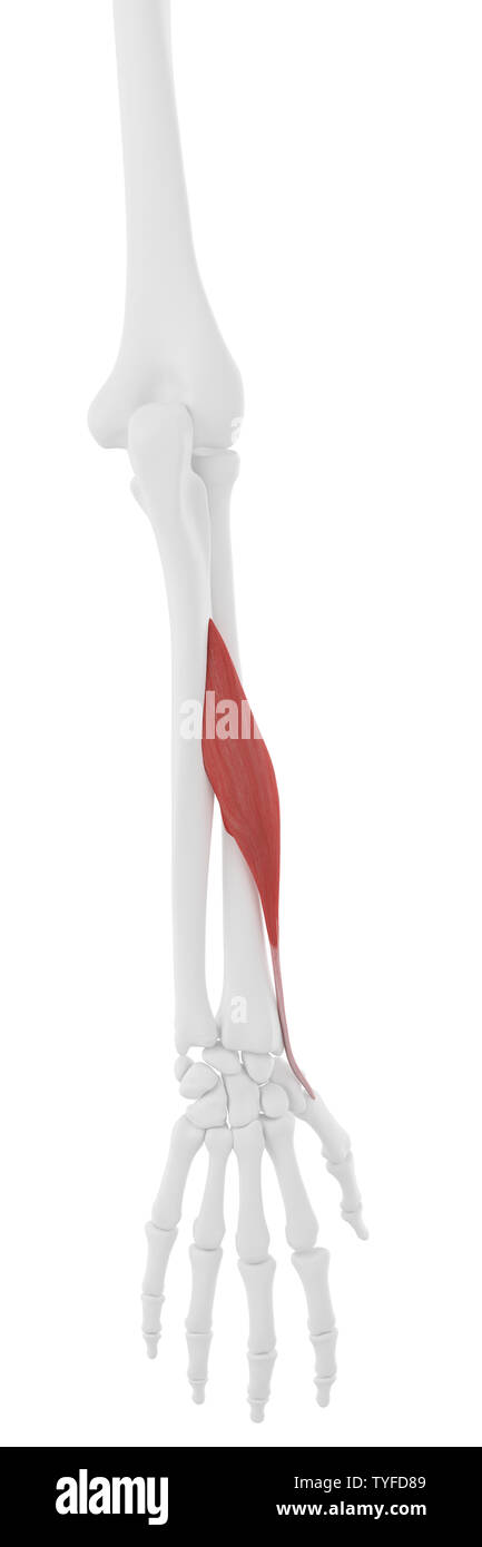 Abductor Pollicis Longus Origin