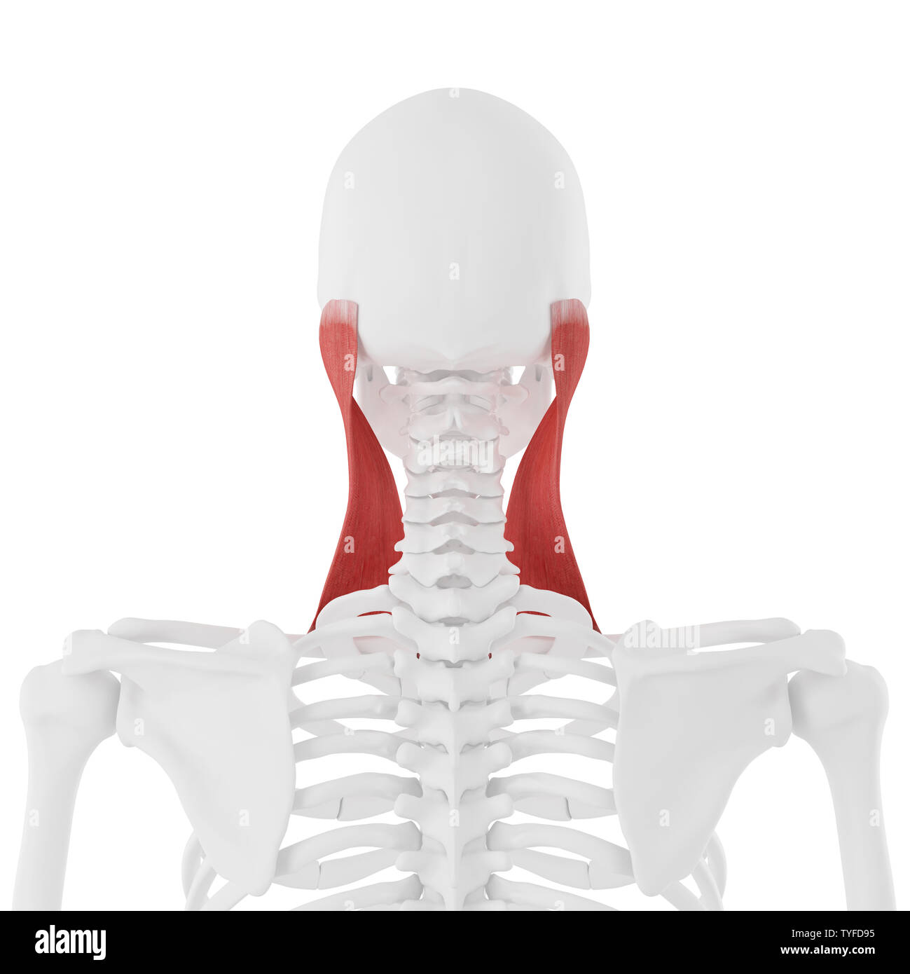 Sternocleidomastoid Muscle High Resolution Stock Photography and Images ...