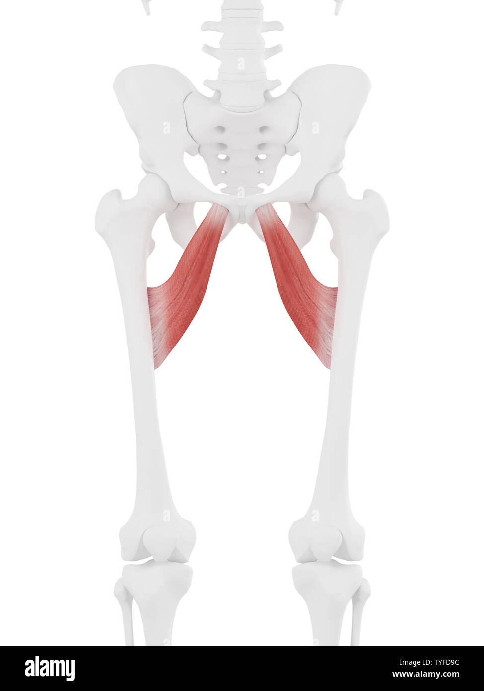 Adductor Brevis Model