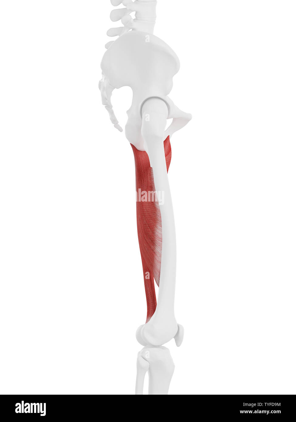 Adductor magnus hi-res stock photography and images - Alamy