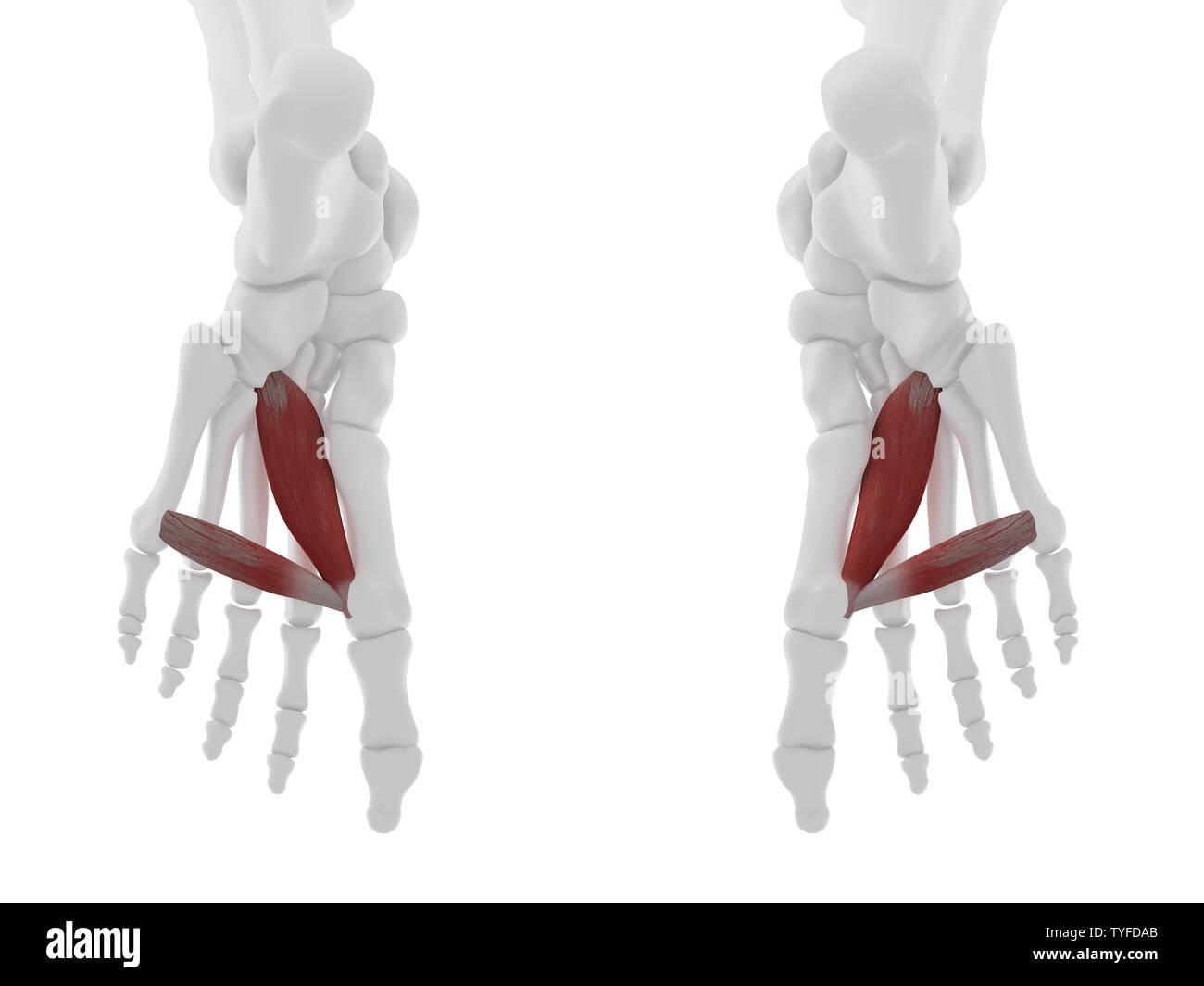 Foot illustration tendons bones hi-res stock photography and images - Alamy