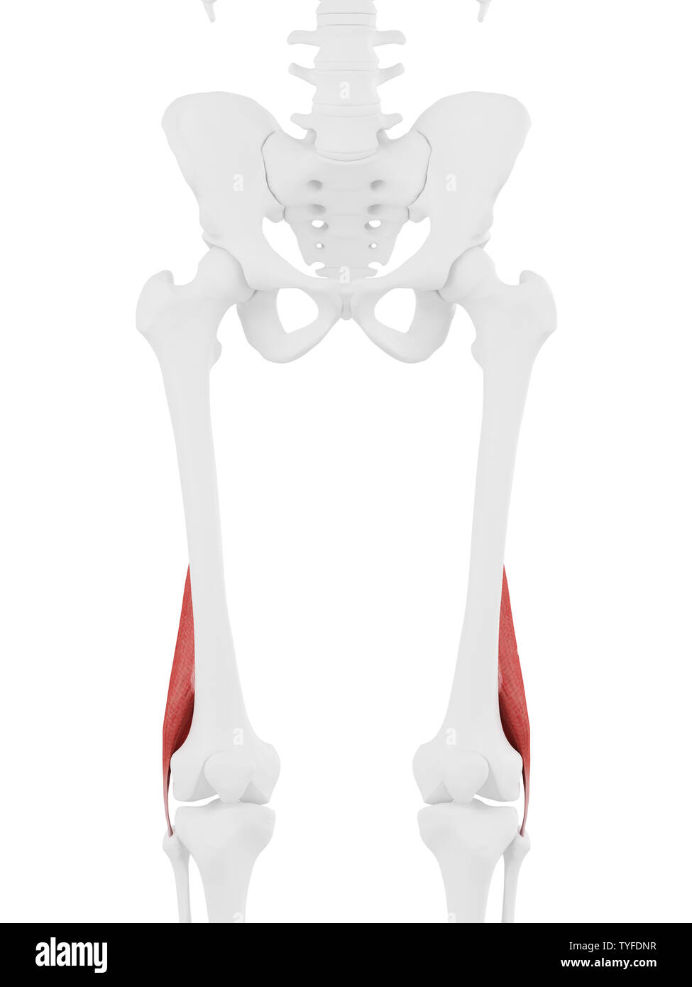 Biceps Tendons High Resolution Stock Photography and Images - Alamy