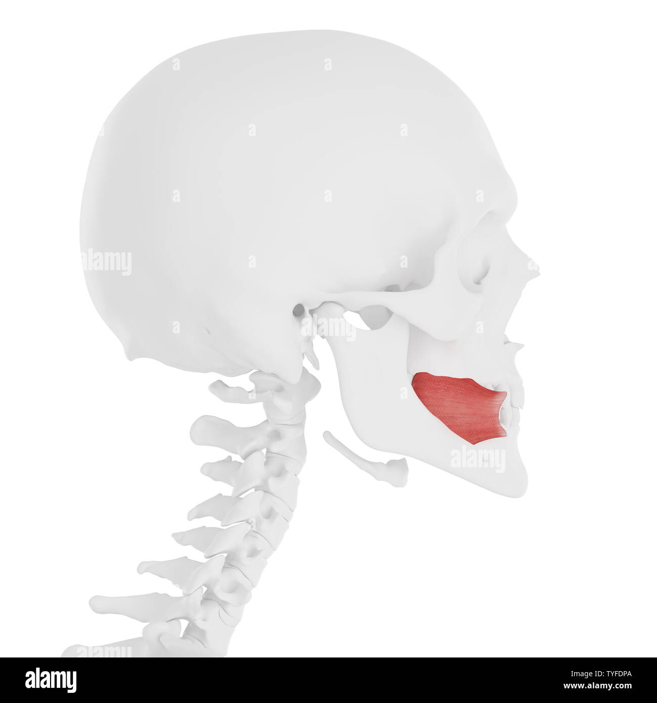 3d rendered medically accurate illustration of the Buccinator Stock ...