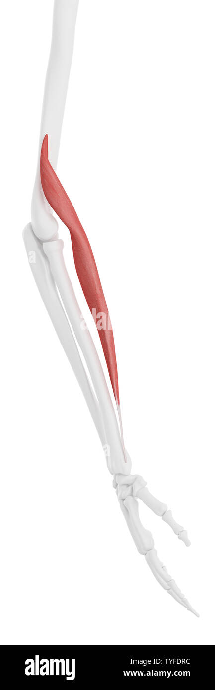 3d rendered medically accurate illustration of the Brachioradialis ...