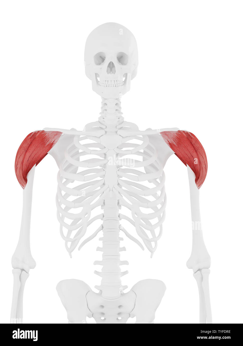 3d rendered medically accurate illustration of the Deltoid Stock Photo ...