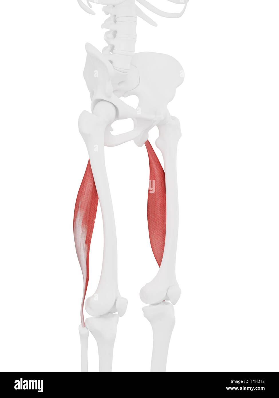 Biceps Femoris Longus High Resolution Stock Photography and Images - Alamy