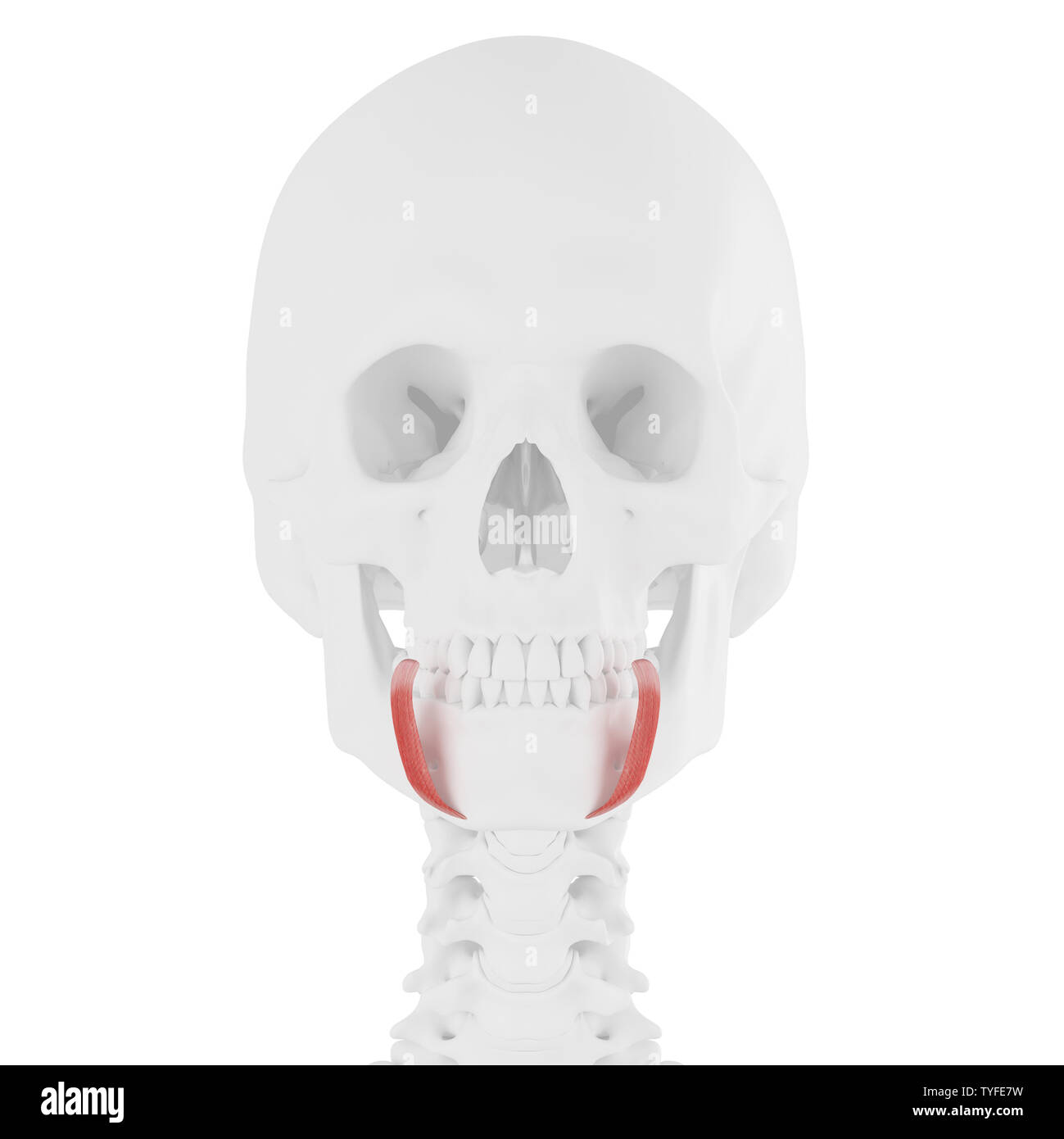 3d rendered medically accurate illustration of the Depressor Anguli ...